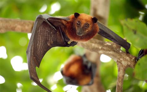 Desktop Wallpapers Bats Microchiroptera Branches Animal 1920x1200