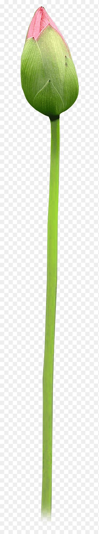 Bud Png Images Pngegg