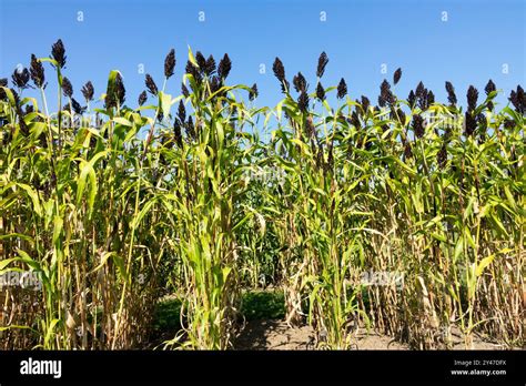 Agriculture Cereal Plant Plants Annual Annuals Herbaceous Black Millet