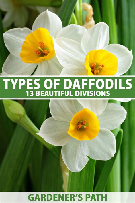 Types Of Daffodil Flowers 13 Outstanding Divisions