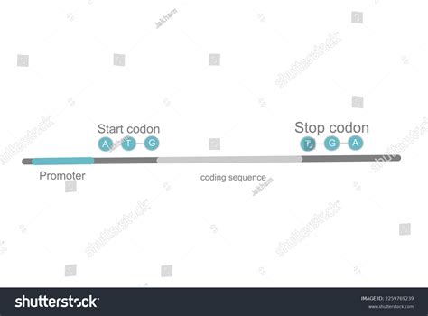 Thousand Open Reading Frame Royalty Free Images Stock Photos Pictures Shutterstock