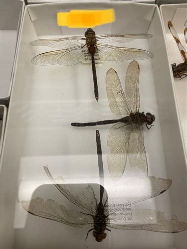 Odonata Flashcards Quizlet