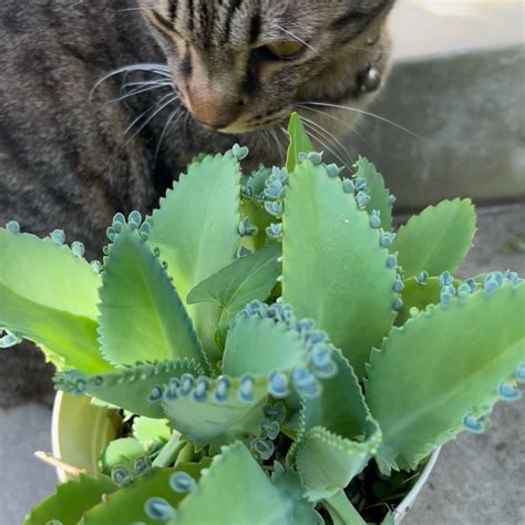 8 7昨夜は久しぶりの雨でした～整形外科受診～子宝弁慶草 Santa Baabaのブログ