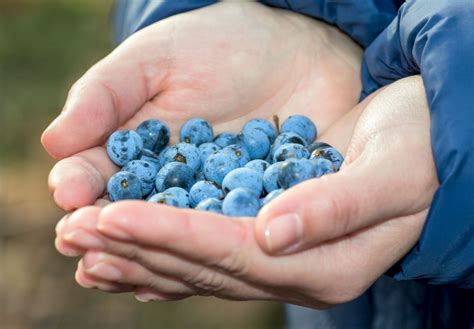 Sloe Berries Health Benefits At Justin Northcote Blog