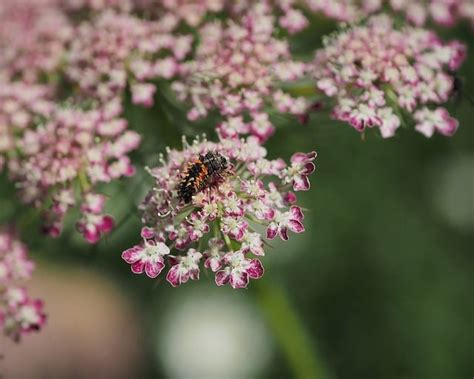 Ladybug Larva Close Up Insect Free Photo On Pixabay