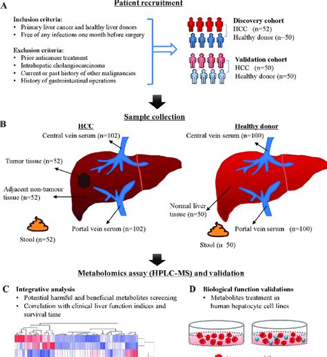Flow Chart Showing The Methods Used For Metabolomics Analysis And