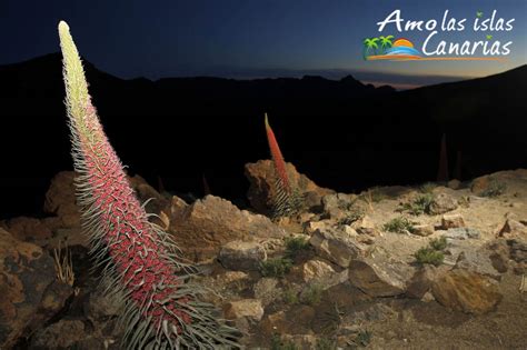 Fotos De La Fauna Y Flora De Tenerife Amo Las Islas Canarias