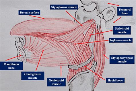 Icd 10 Code Pelvic Floor Dysfunction Male