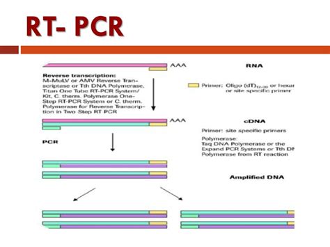 Polymerase Chain Reaction презентация онлайн