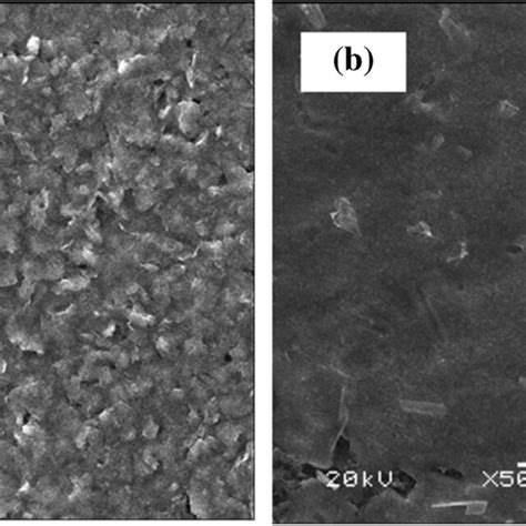 Sem Images Obtained For A Spce A And An Ac60spce B With × 500