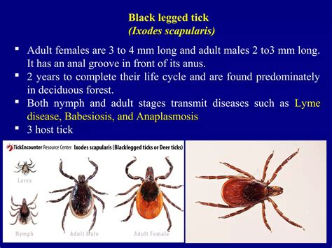 Important Ticks And Their Classification Ppt