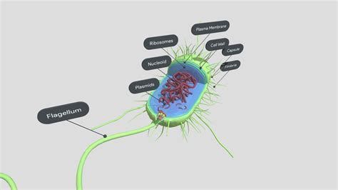 Cellula Procariote 3d Model By Pietroblu C3aaf5d Sketchfab