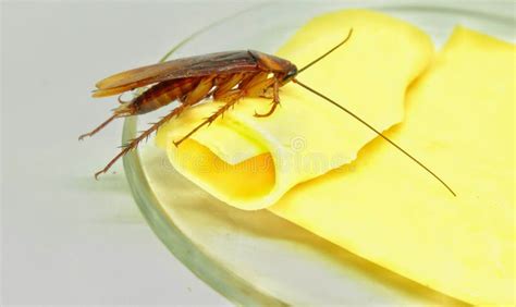 Close Up Cockroach And Dish On Style Stock Image Image Of Crawling Hygiene 117193437