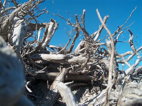 Root System Of Giant White Cedar Tree Three Photograph By Joney Jackson