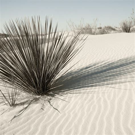 Plexiglass Imprimé Dune Ecru And Beige Artis L90 X H90 Cm Leroy Merlin