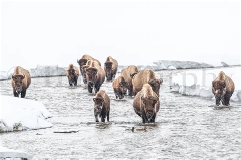 Bison Cows Herding Ducks Tom Murphy Photography