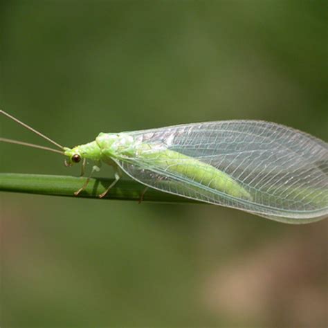 Predatory Insects In The Garden Fine Gardening