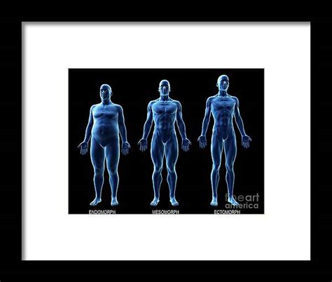 Different Body Frames