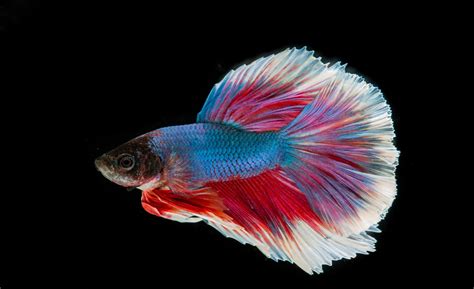 Best Betta Fish Tank Mates In 10 Gallon