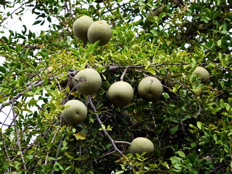 100 Feronia Elephantum Seeds Feronia Limonia Seeds Schinus Limonia