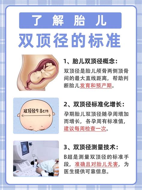 胎儿双顶径标准对照表