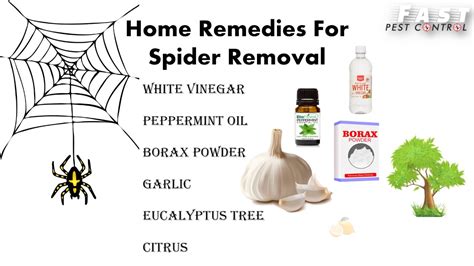 What Colour Keeps Spiders Away At Edward Padgett Blog
