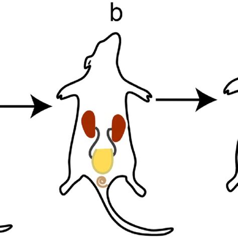 Murine Bladder Transplantation Model A Expose The Mices Bladder Download Scientific