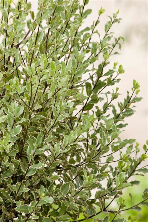 Buy Pittosporum Tenuifolium Elizabeth Hedging Plants Hopes Grove Nurseries Hedging Plants