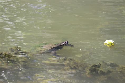 More Birds Near My Home And A Turtle Album On Imgur