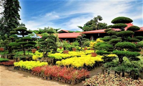 Tamasya Ke Wisata Bunga Desa Bangun Sari Deli Serdang