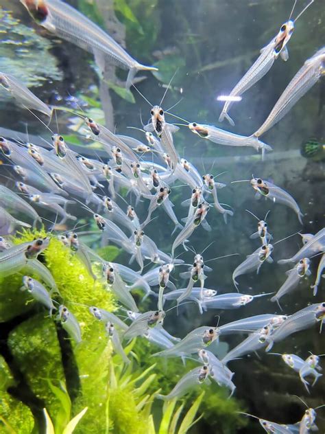 Ghost Glass Catfish
