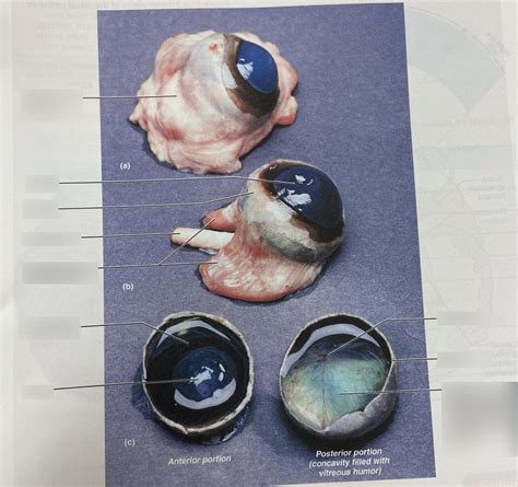 Eye Dissection Labeling Diagram Quizlet