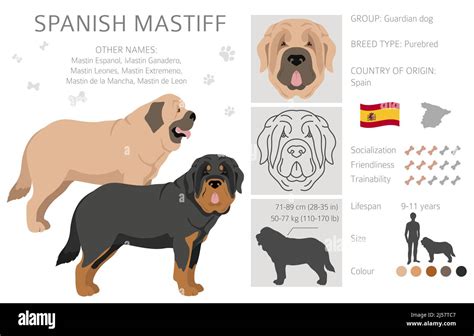 What Is The Breed Of Spanish Mastiff
