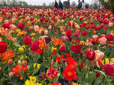Unlock The Magic Of Amsterdams 2025 Tulip Season You Wont Believe