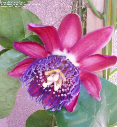Plant Identification Closed Passiflora Which Variety 1 By