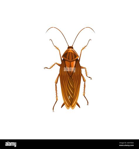 Cockroach Icon Insect Parasite And Pest Control Domestic Disinsection Vector Isolated