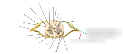 Diagram Of Anatomy Spinal Cord Structure And Neuron Function Quizlet
