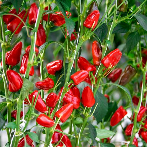 Fresno Chile Hot Pepper Sejahtera Seeds And Bulbs
