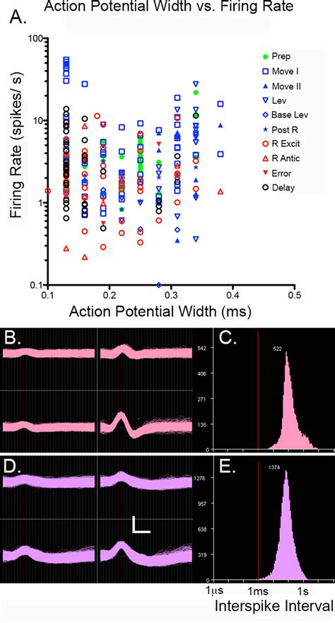 Properties Of Recorded Action Potentials A Peak To Trough Action Download Scientific Diagram
