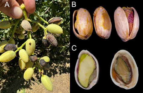 Pistachio Nuts How Are They Grown
