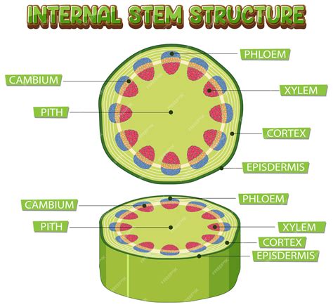 Free Vector Internal Structure Of Stem Diagram