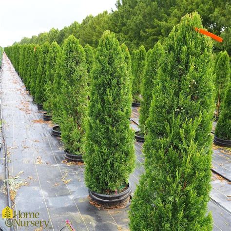 Juniperus Chinensis Hetzii Columnaris Juniperus Chinensis Hetzii