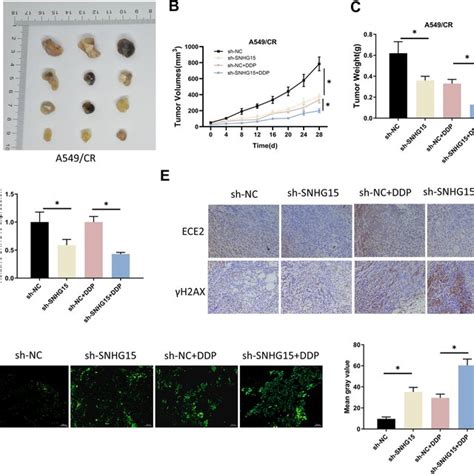 Snhg15 Enhances Ddp Resistance In Luad Mouse Model A Size Of Tumors In