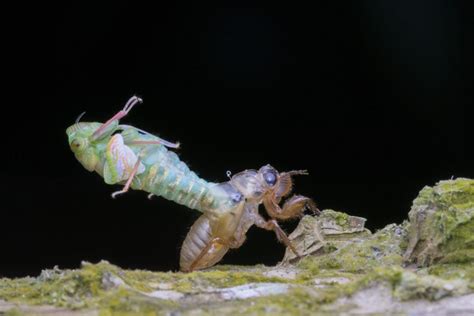 Hypoblast Definition And Examples Biology Online Dictionary