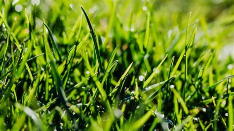 What Is Lambda For The Life Tables Ecology Ecology Today