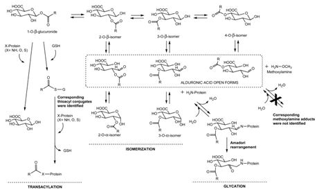 New Perspectives On Acyl Glucuronide Risk Assessment In Drug Discovery Investigation Of In