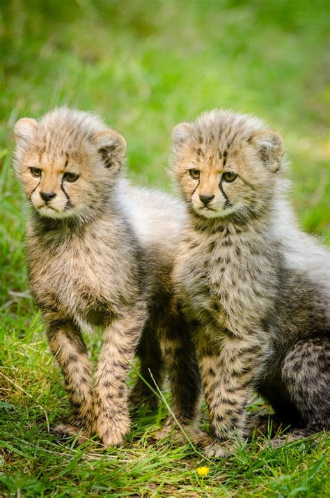 Free Images Nature Cute Wildlife Zoo Young Fauna Cheetah Whiskers Animals Vertebrate