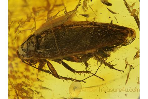Blattodea Large Great Cockroach In Baltic Amber 352
