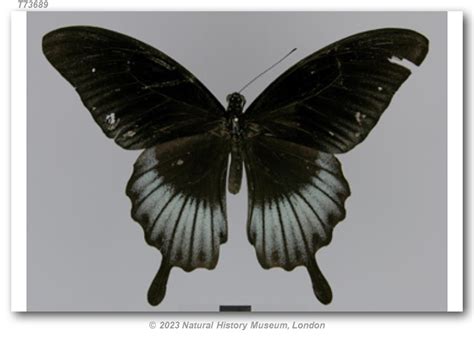 Papilio Memnon Lowii Type Specimens