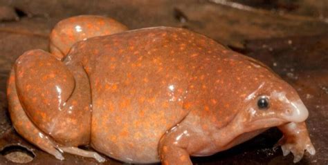 Zombie Frog A New Amazon Species